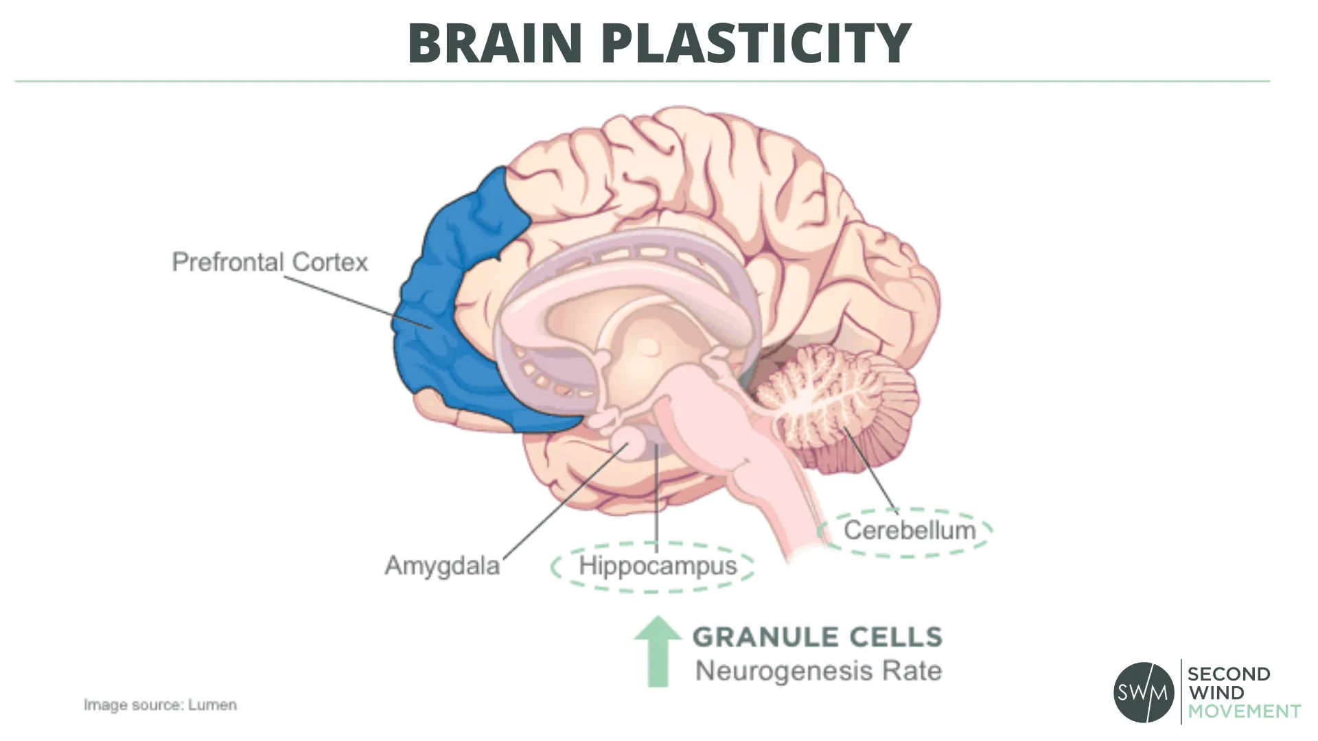 Increase Neuroplasticity After 60: The Ultimate 9-Step Guide